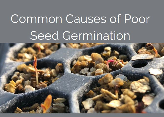 Common Causes of Poor Seed Germination – Maple Park Farm