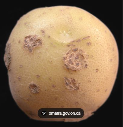 Do you have light to dark spots on your potatoes? Don't worry it's onl ...