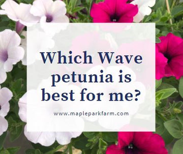 Which wave petunia is best for me? – Maple Park Farm