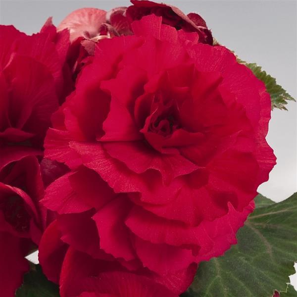 Begonia, Nonstop Deep Rose – Maple Park Farm