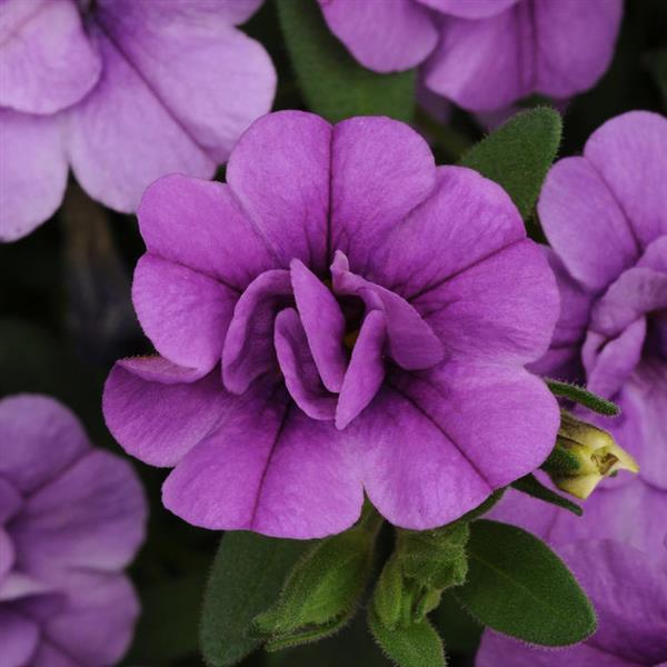 Calibrachoa, MiniFamous Neo Double Amethyst – Maple Park Farm