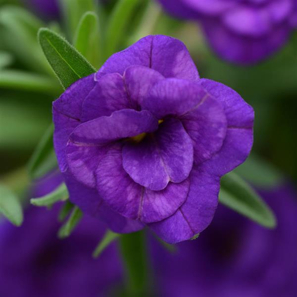 Calibrachoa, MiniFamous Neo Double Dark Blue – Maple Park Farm