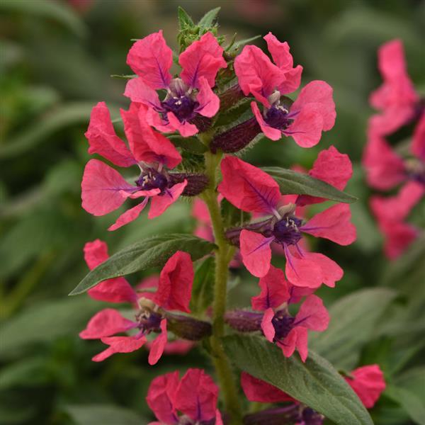 Cuphea, Sweet Talk Deep Pink – Maple Park Farm