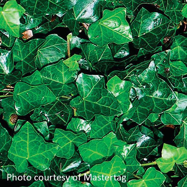 Hedera helix English (English Ivy) – Maple Park Farm
