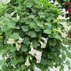 Lophospermum, Lofos Compact White – Maple Park Farm
