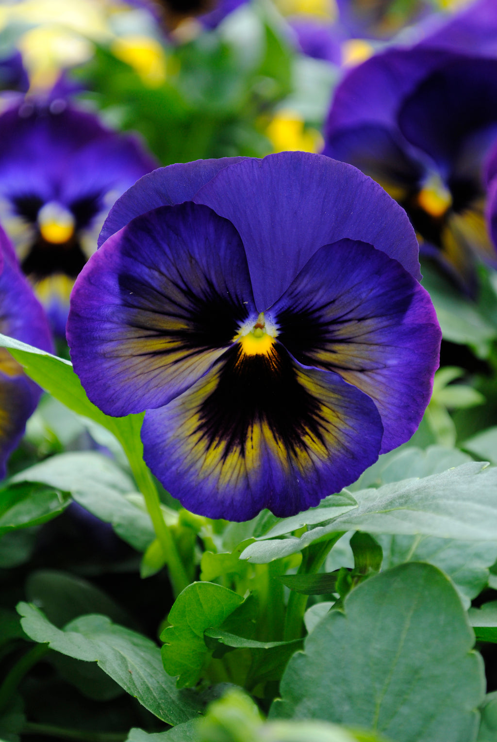 Pansy, Matrix Midnight Glow – Maple Park Farm