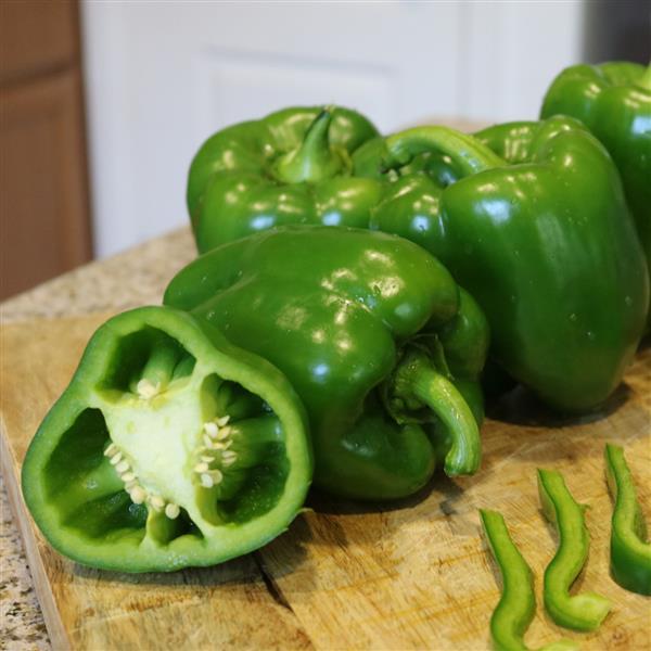 Pepper-Better Belle V – Maple Park Farm