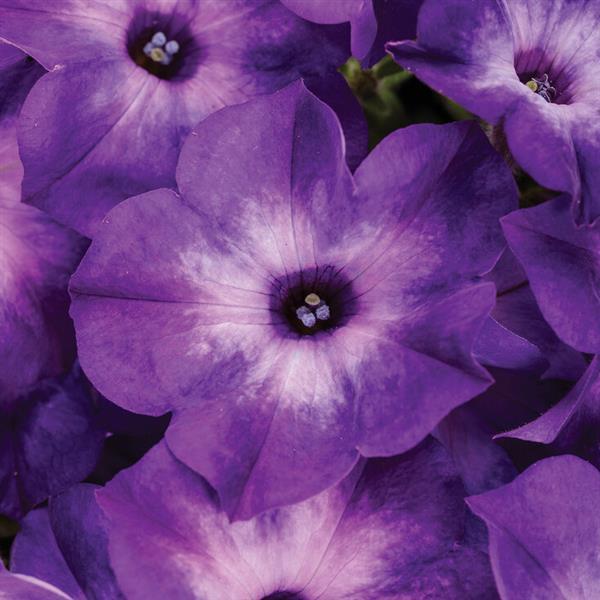 Petunia, Supertunia Tiara Blue [Proven Winners] *NEW* – Maple Park Farm