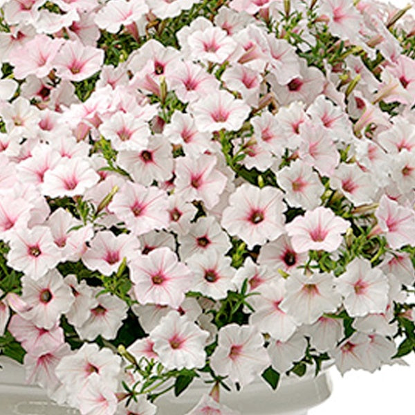 Petunia, Supertunia Vista Silverberry [Proven Winners] – Maple Park Farm