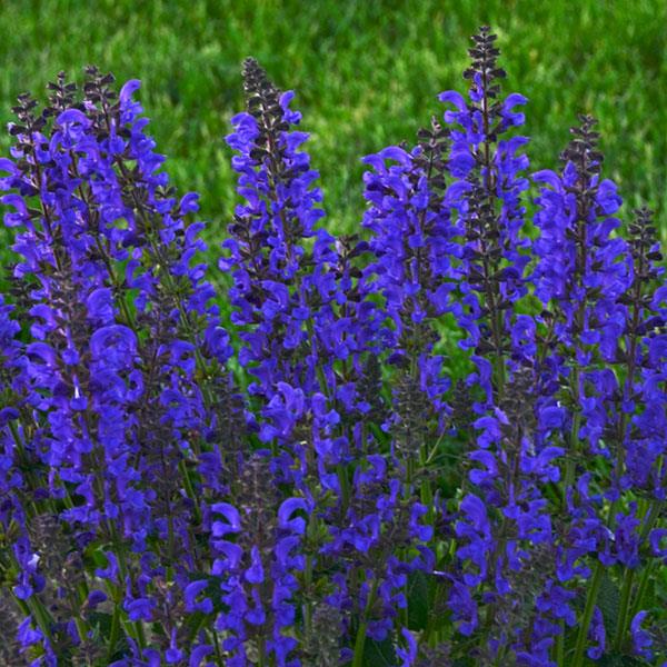 Salvia, Fashionista Midnight Model – Maple Park Farm