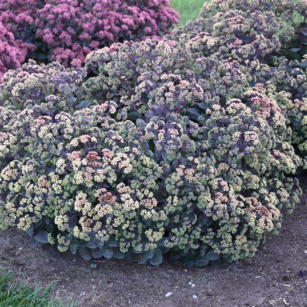 Sedum, Night Light [Stonecrop] – Maple Park Farm