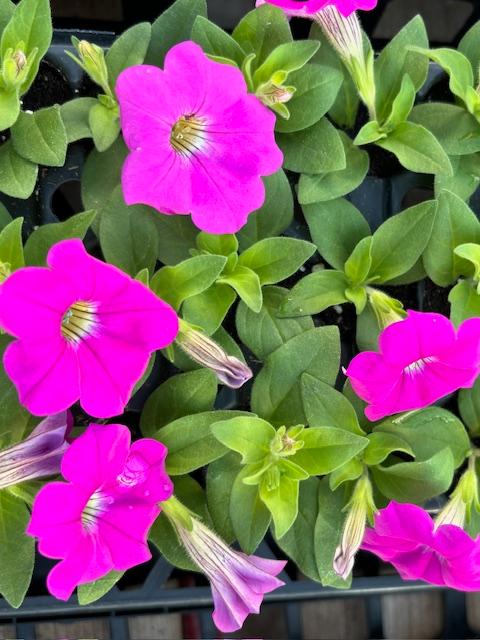 Petchoa, SuperCal Pink – Maple Park Farm