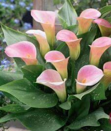 Calla Lily - Captain Marrero – Maple Park Farm
