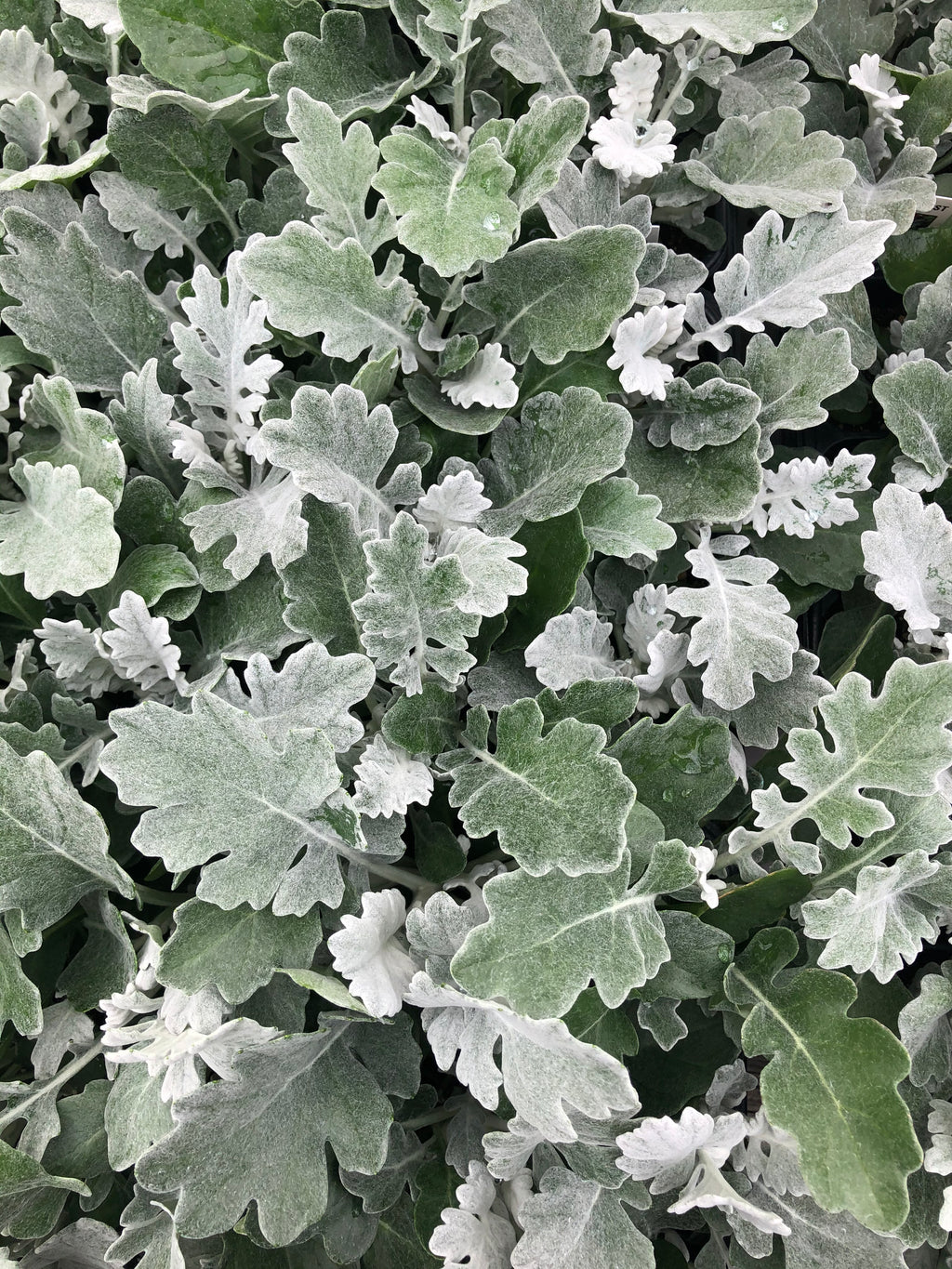 Dusty Miller, Silver Dust – Maple Park Farm