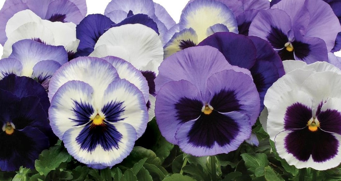 Pansy, Matrix Mix Ocean Breeze – Maple Park Farm