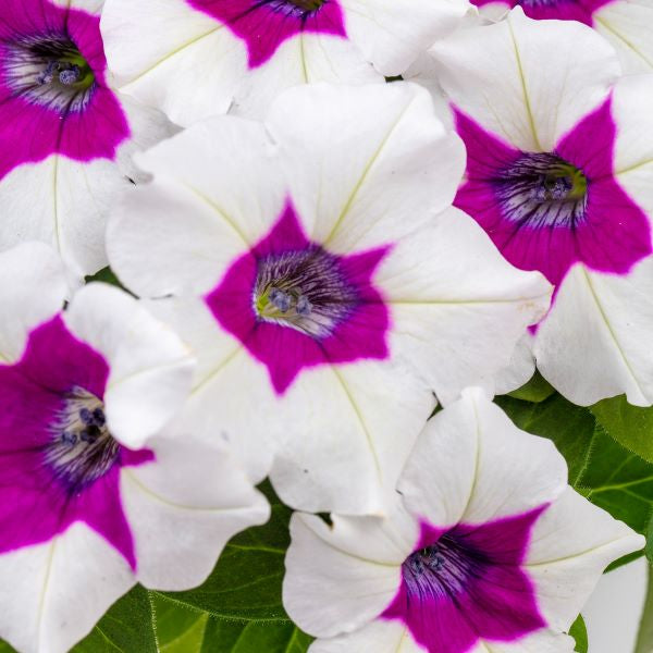 Petunia, Zoom Purple – Maple Park Farm