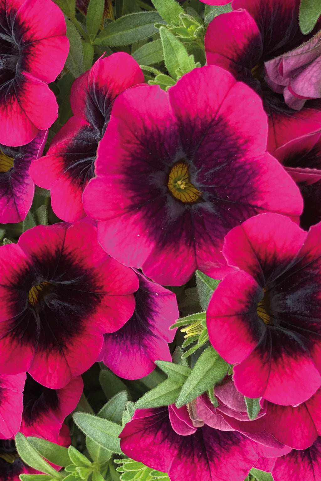 Calibrachoa, Caliloco Dracula – Maple Park Farm
